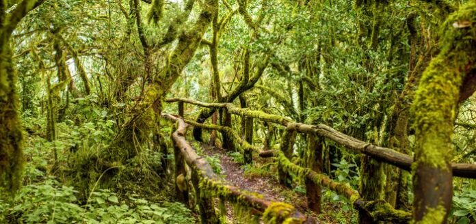 Los 10 bosques más hermosos del mundo