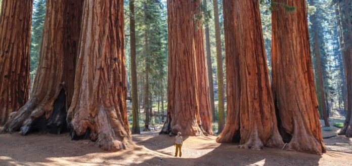 Los 10 bosques más hermosos del mundo