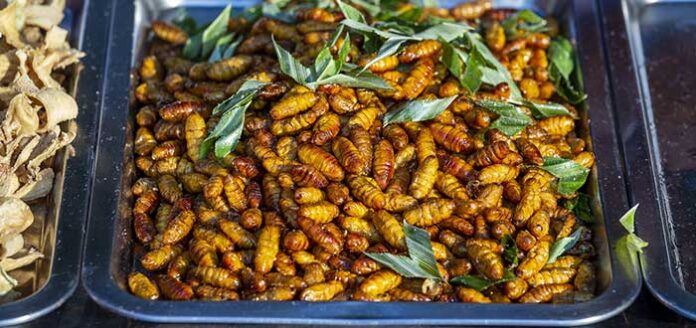 Las 10 comidas más raras del mundo | ¿Las probarías?