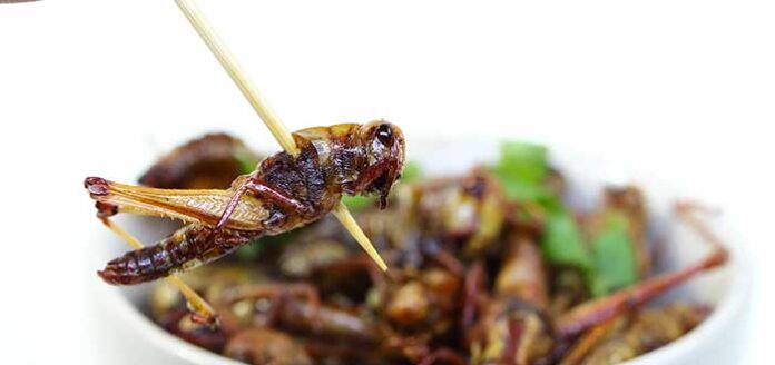 Las 10 comidas más raras del mundo | ¿Las probarías?