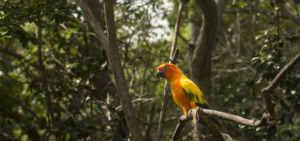 Viaje al Amazonas | Todo lo que debes tener en cuenta